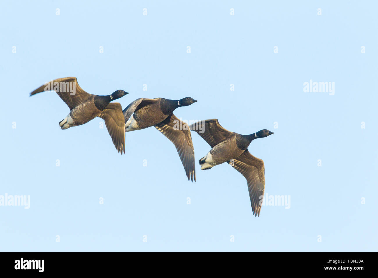 brent goose (Branta bernicla) flock of birds flying over marshes ...
