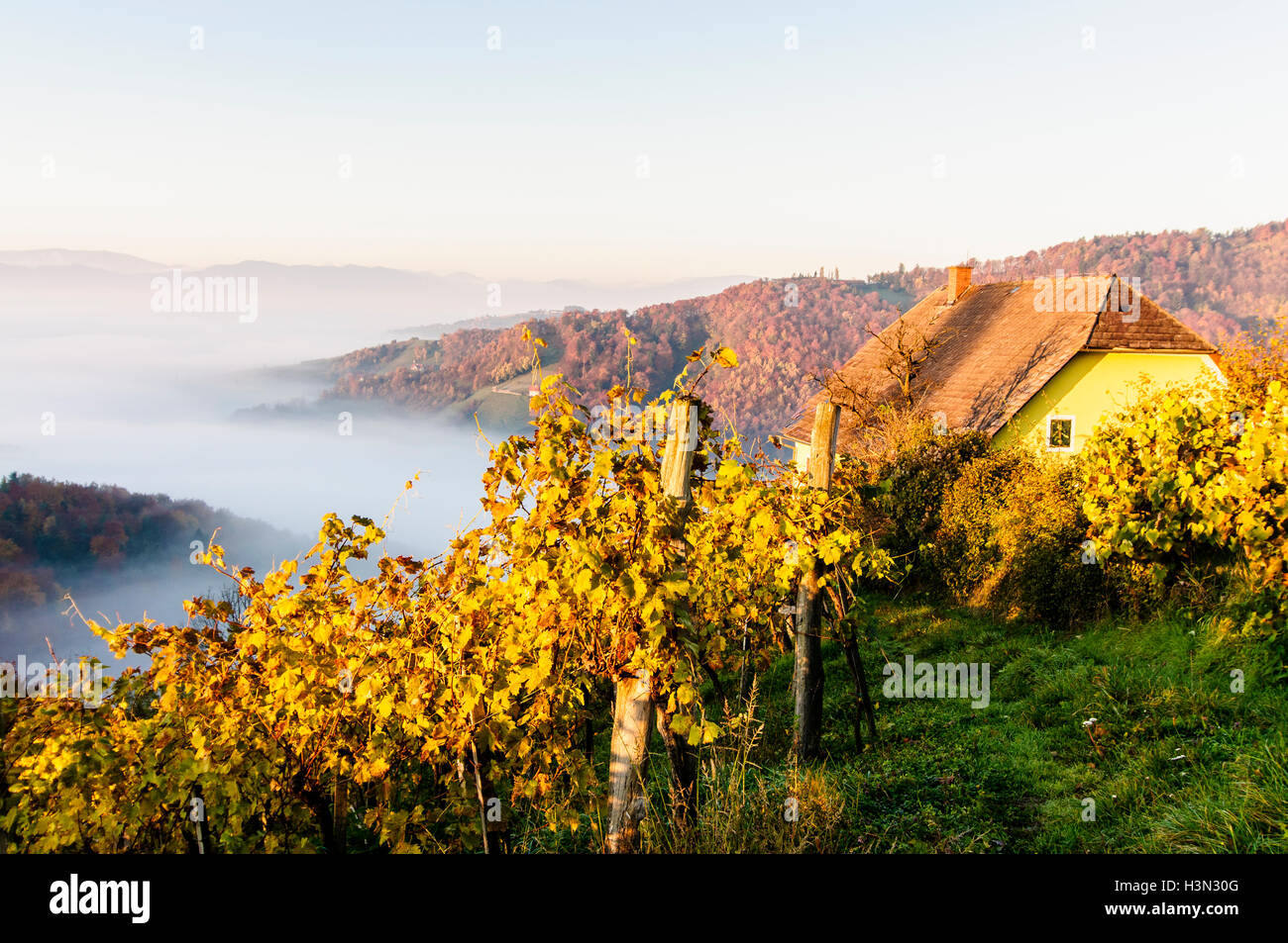 Kitzeck im Sausal (Südsteirisches Weinland): vineyard, House at sunrise ...