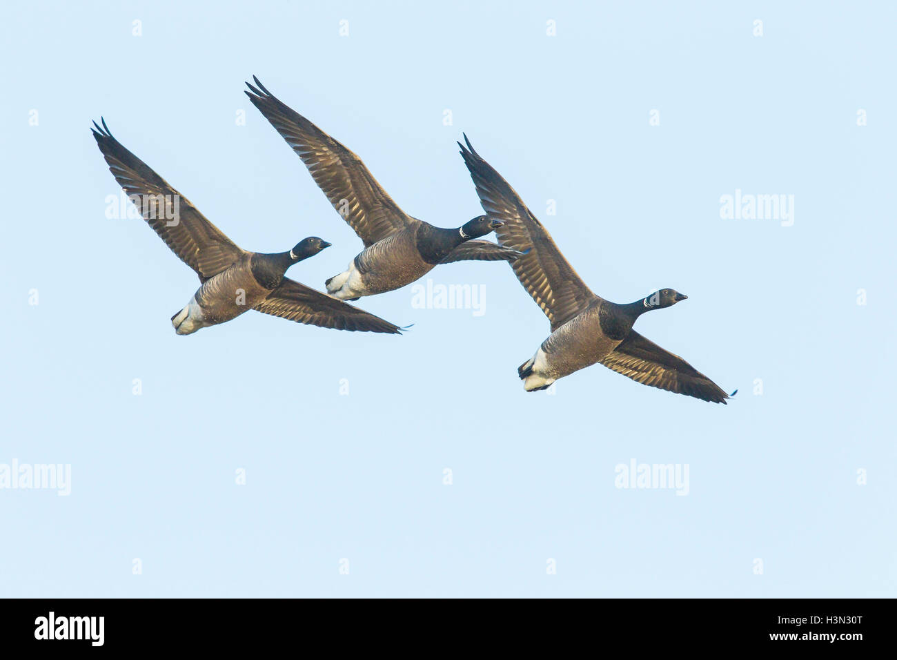 England norfolk birds mudflat hi-res stock photography and images - Alamy