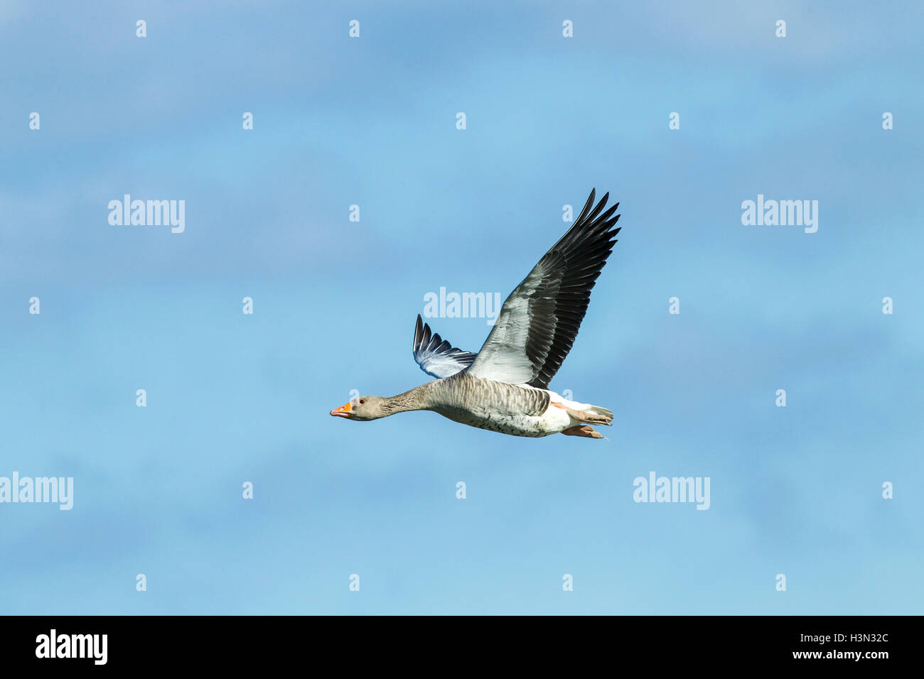 greylag goose (Anser anser) adult bird in flight, Norfolk, England, UK ...