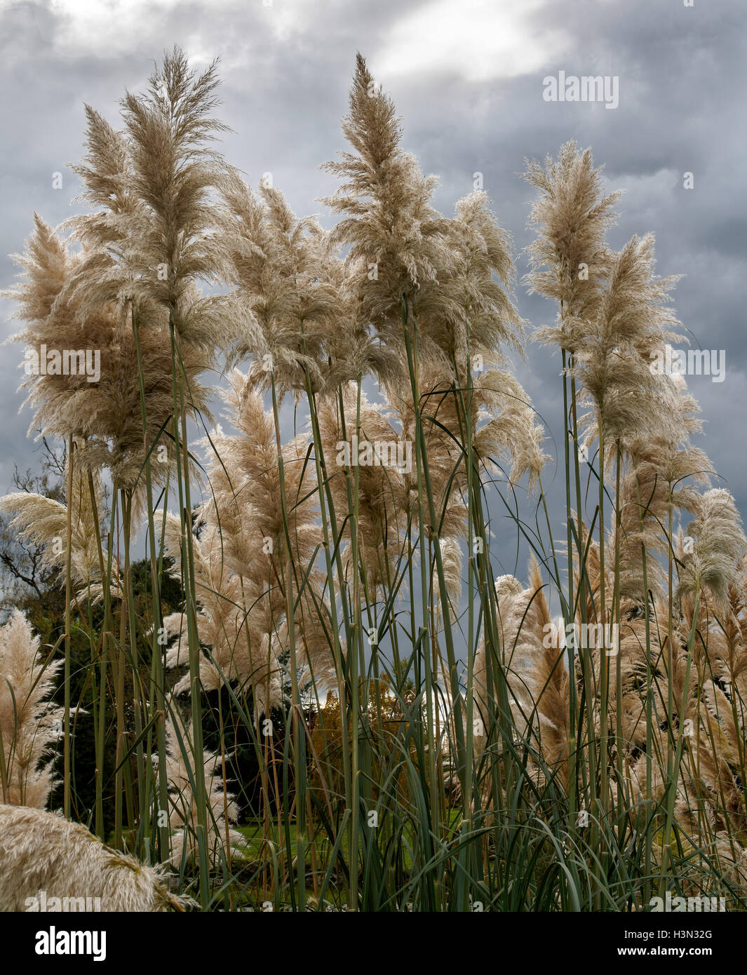 Pampas grass england hi-res stock photography and images - Alamy