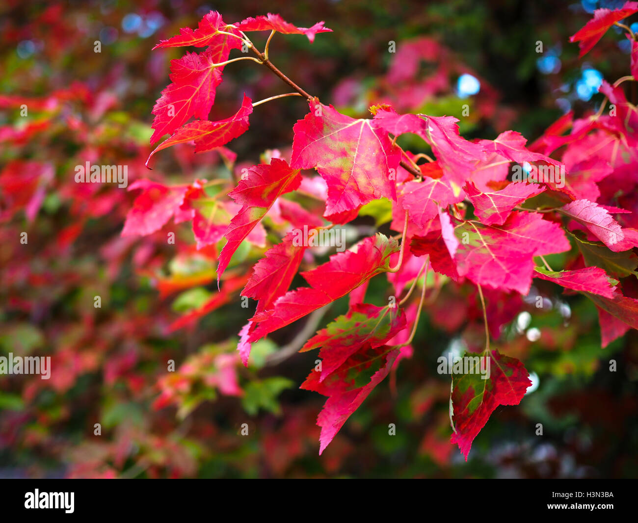 Maple Leaves Turning Red in the Autumn Sunshine Stock Photo - Alamy
