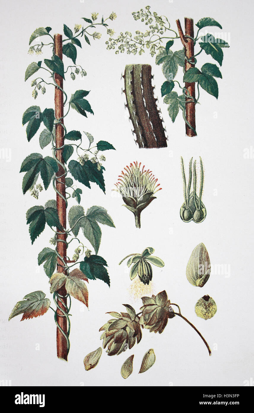 Hop Humulus Lupulus Illustration High Resolution Stock Photography and ...