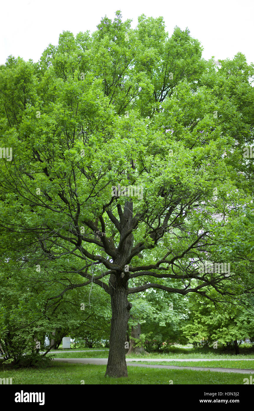 Big green oak tree hi-res stock photography and images - Alamy