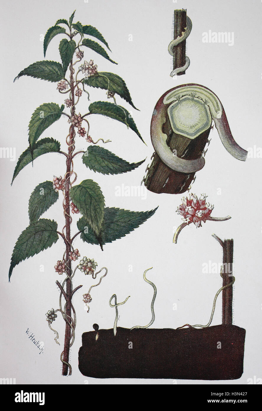 Cuscuta europaea, the greater dodder, historical illustration, 1880 ...