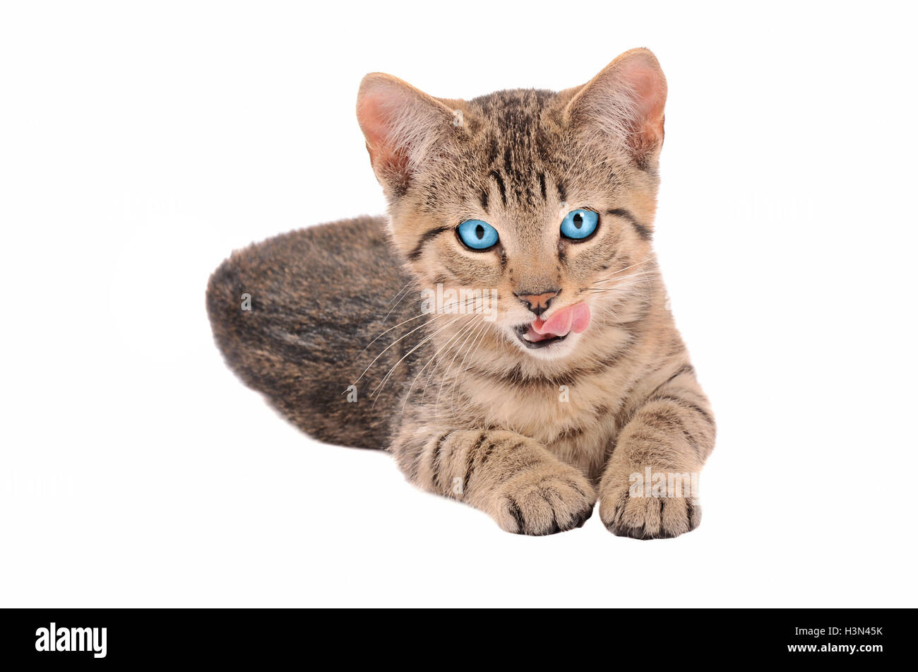 Cute cat tongue out Cut Out Stock Images & Pictures - Alamy