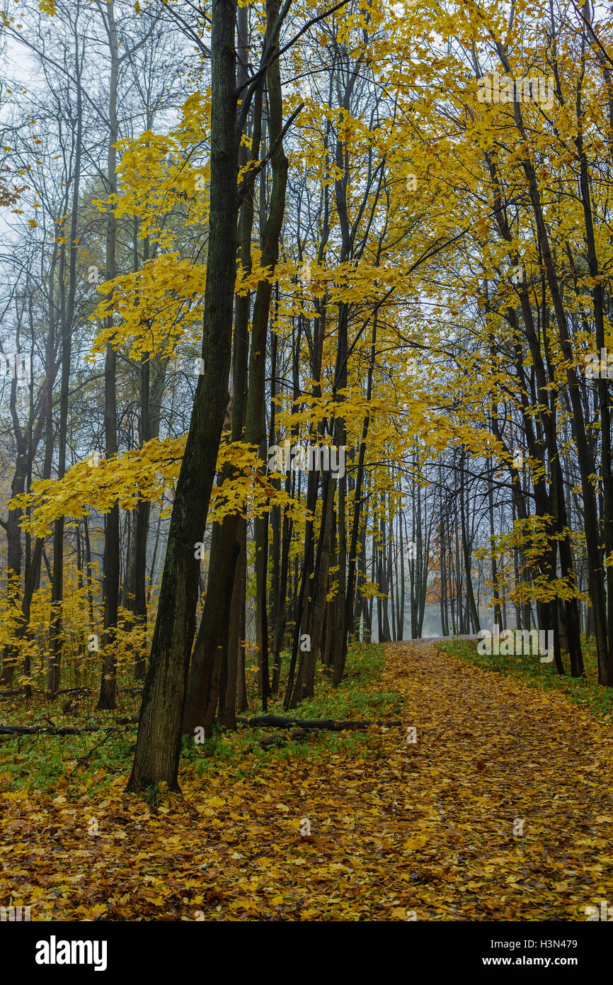 Fall season in the deciduous wood Stock Photo - Alamy