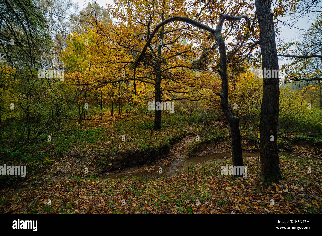 Fall deciduous forest hi-res stock photography and images - Alamy