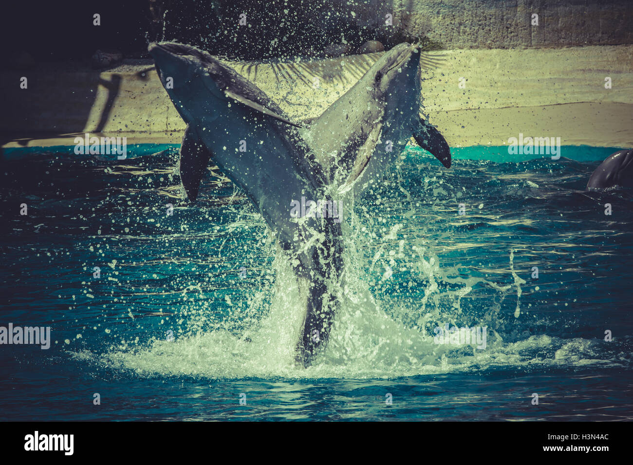 jumping, dolphin jump out of the water in sea Stock Photo - Alamy
