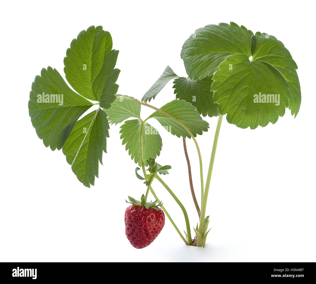 Bush berry Cut Out Stock Images & Pictures - Alamy