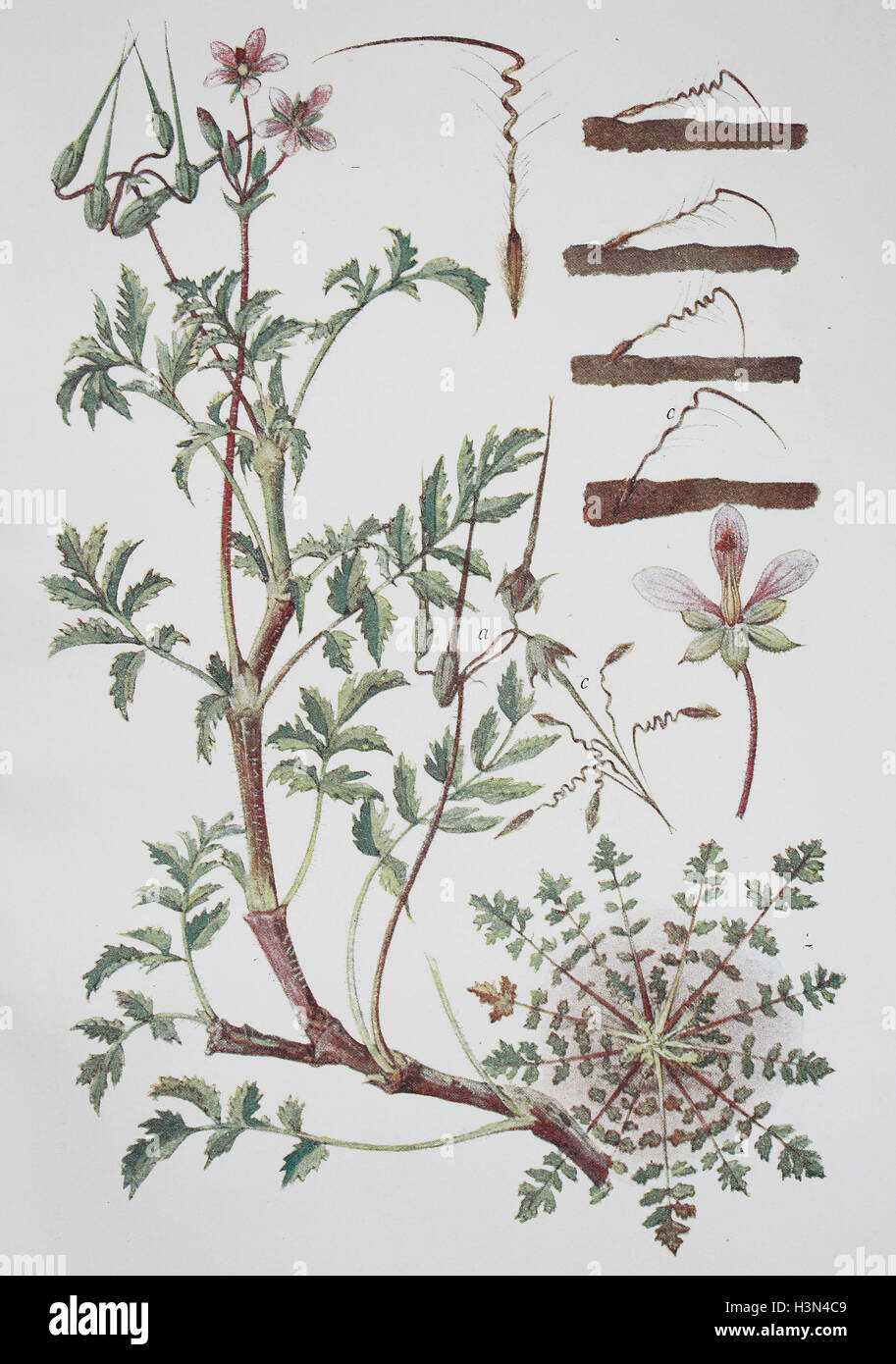 Erodium cicutarium, also known as redstem filaree, redstem stork's bill ...