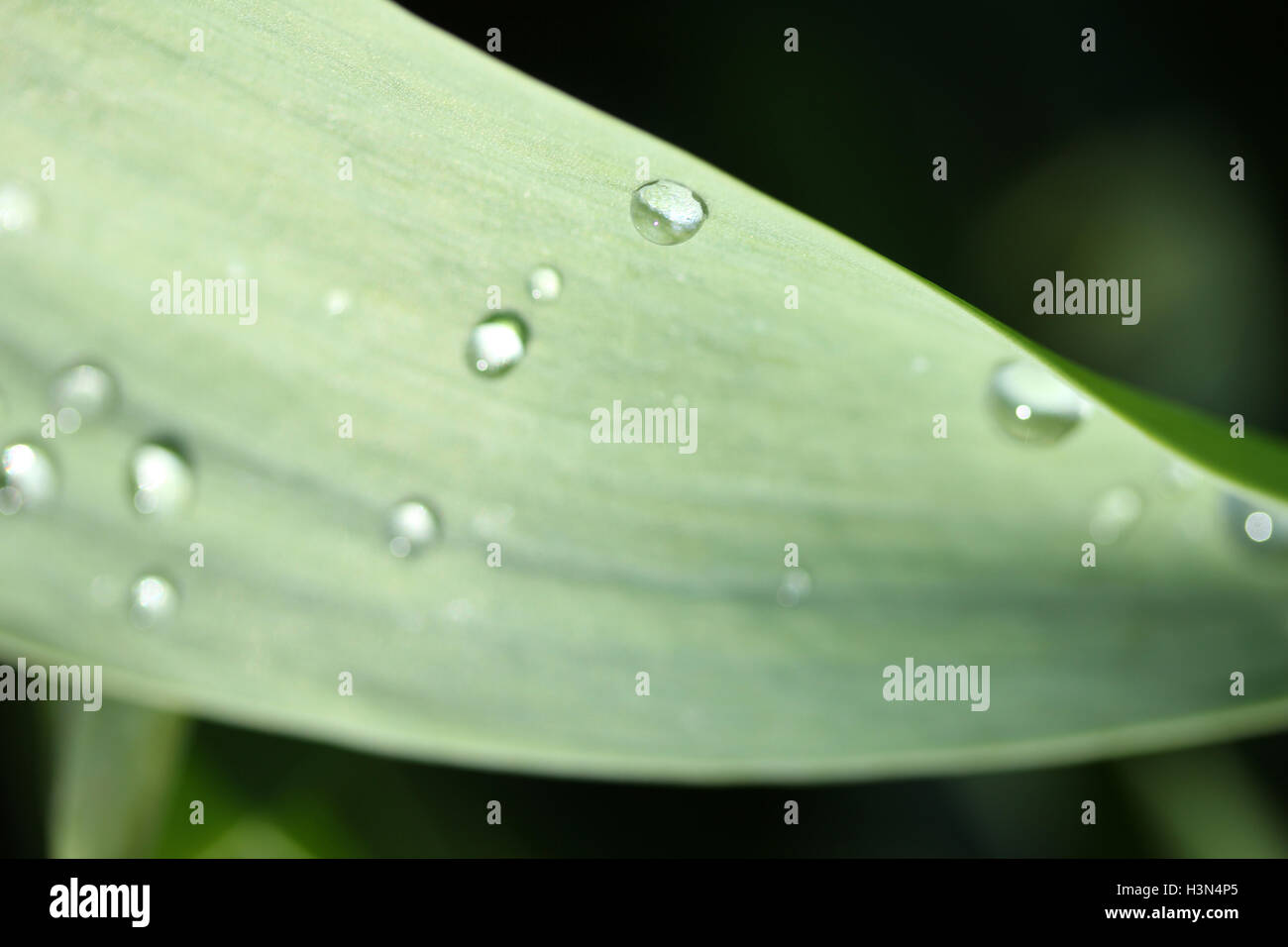 Leaf with rain drop Stock Photo - Alamy
