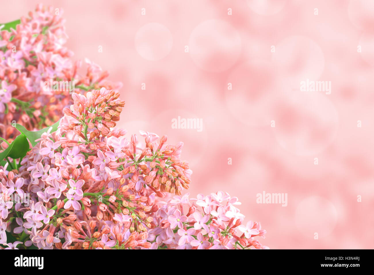 Background with pink lilac Stock Photo - Alamy