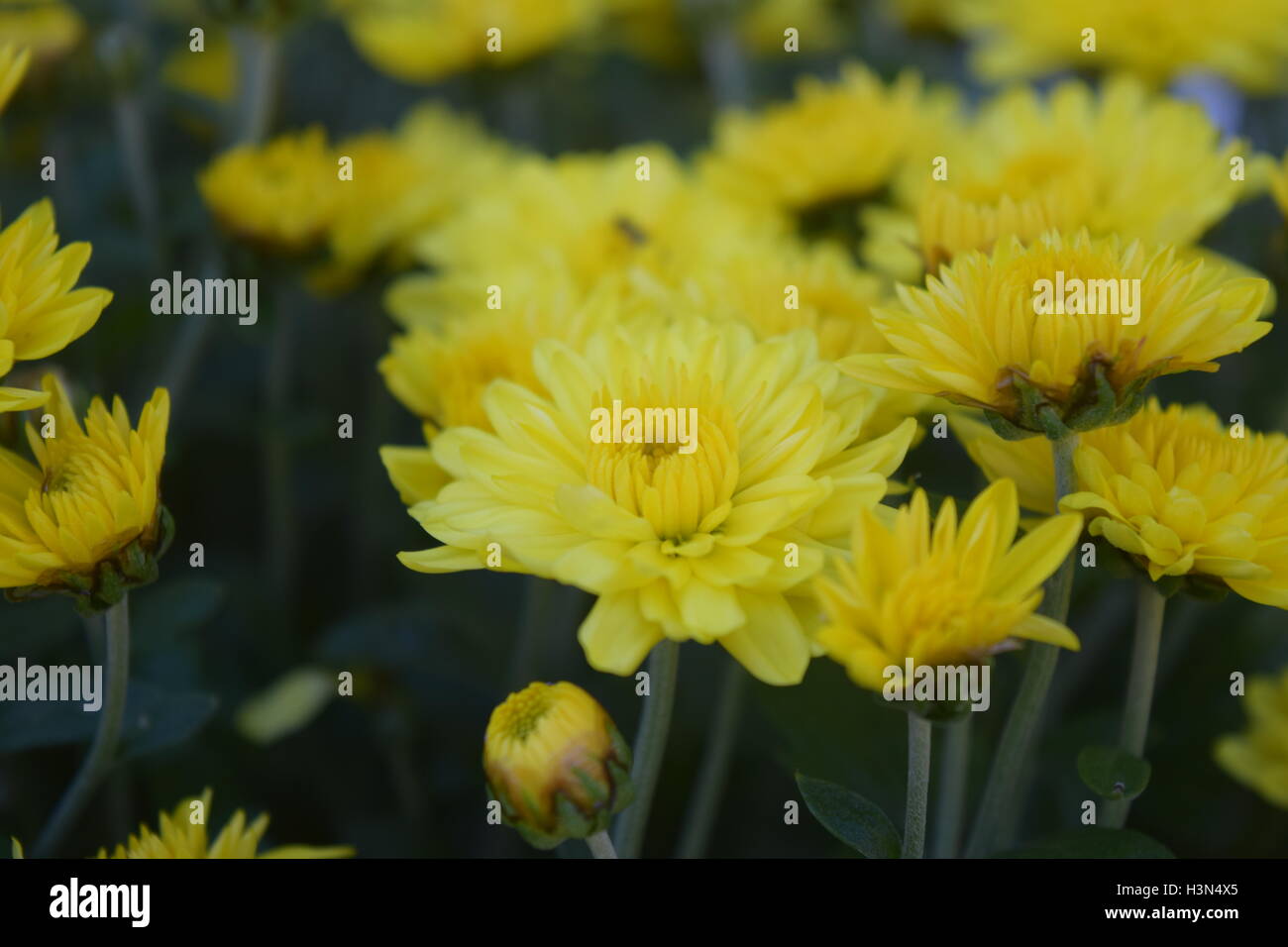 Mum flowers hi-res stock photography and images - Alamy