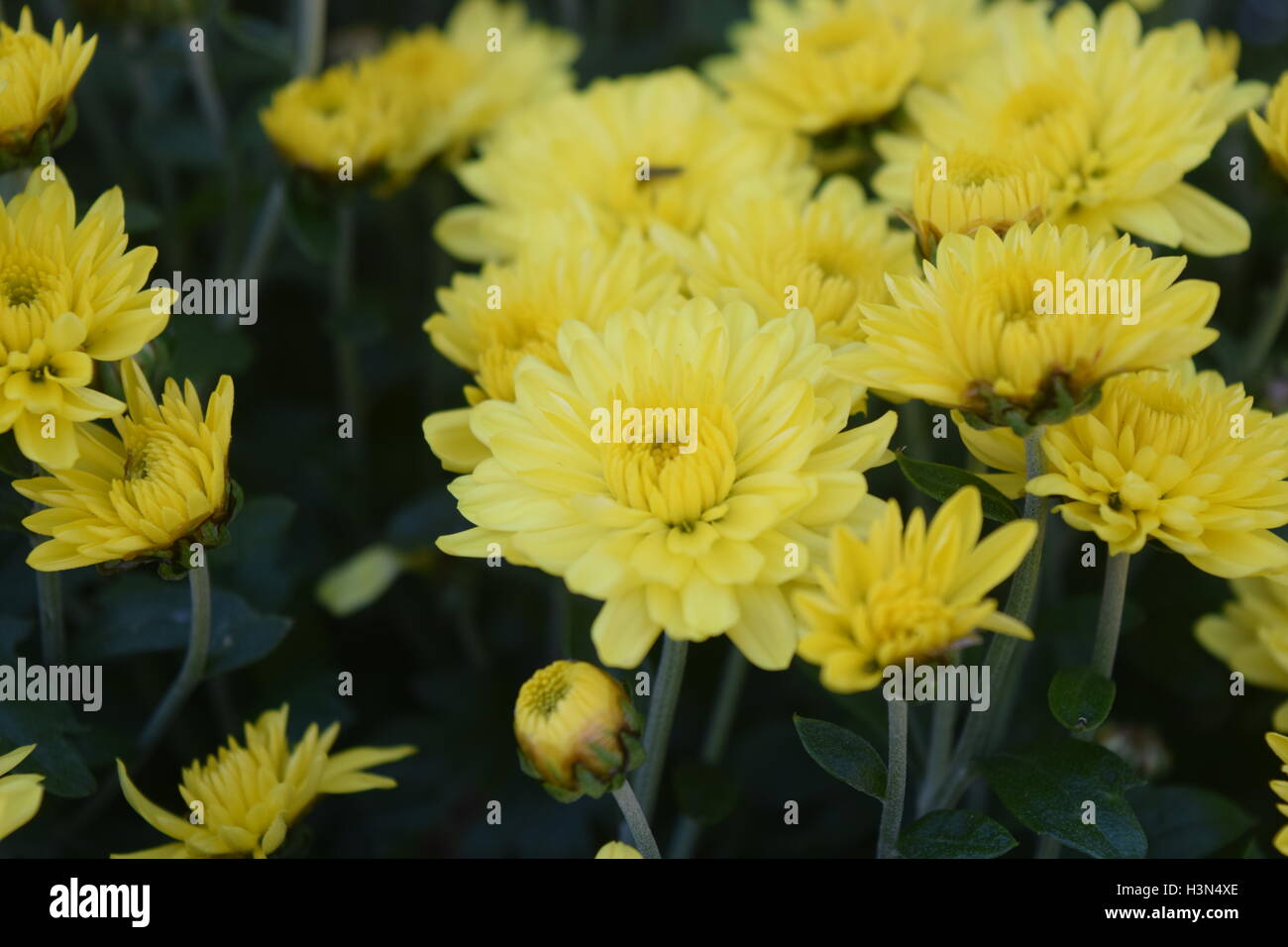 Mum flowers hi-res stock photography and images - Alamy