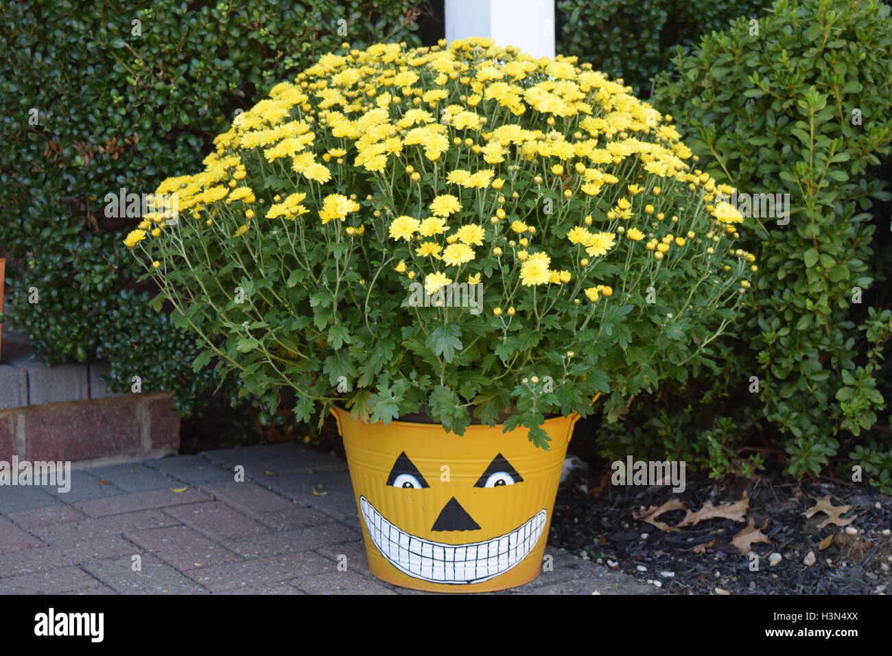 Basket mums hi-res stock photography and images - Alamy