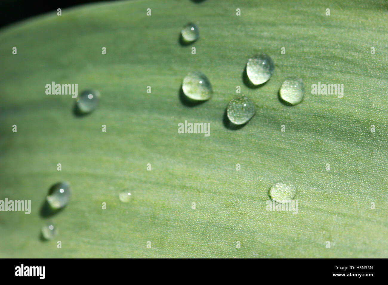 Leaf with rain drop Stock Photo - Alamy