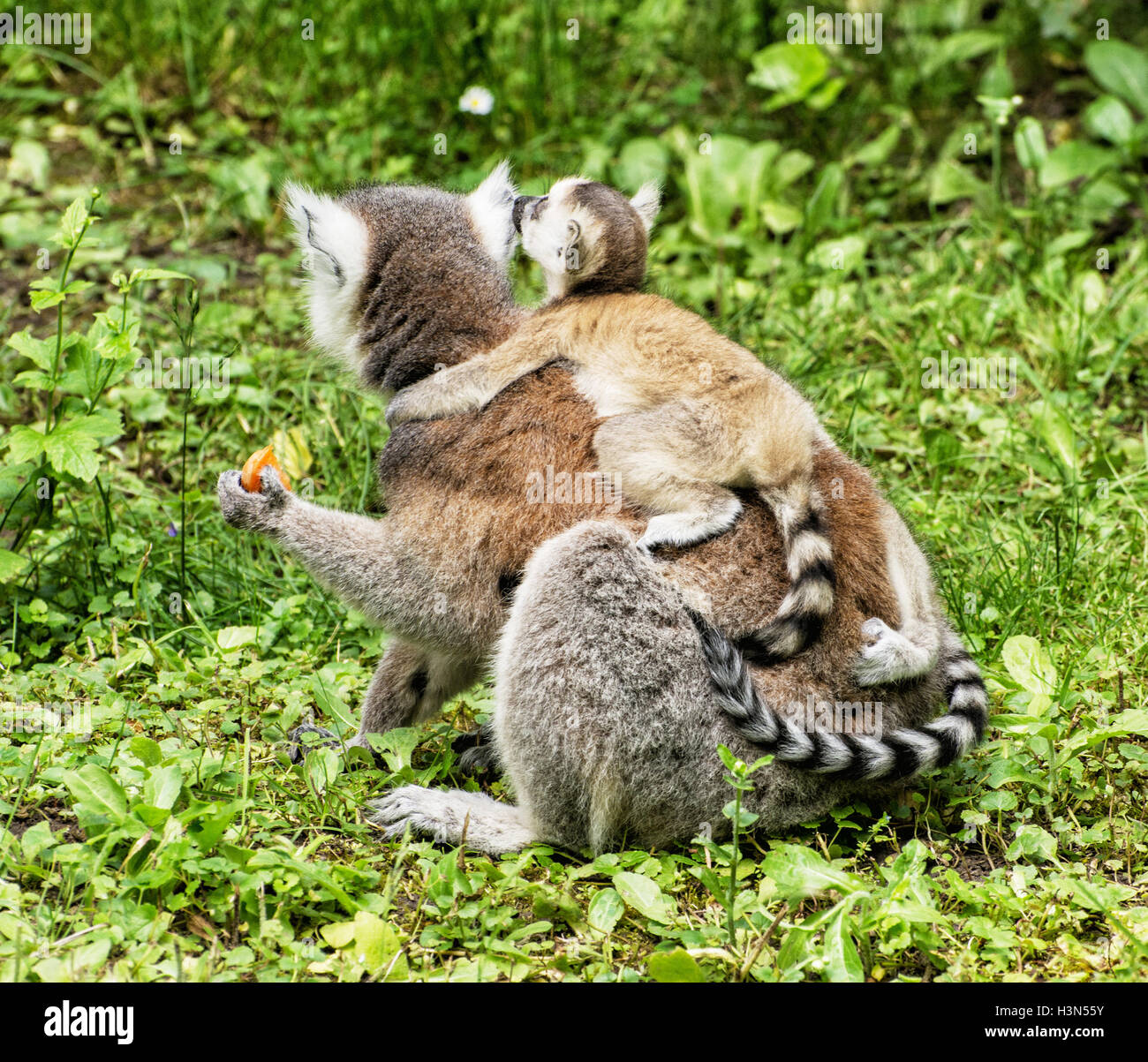 Ring-tailed lemur - Lemur catta - with cub are fed. Animal scene ...