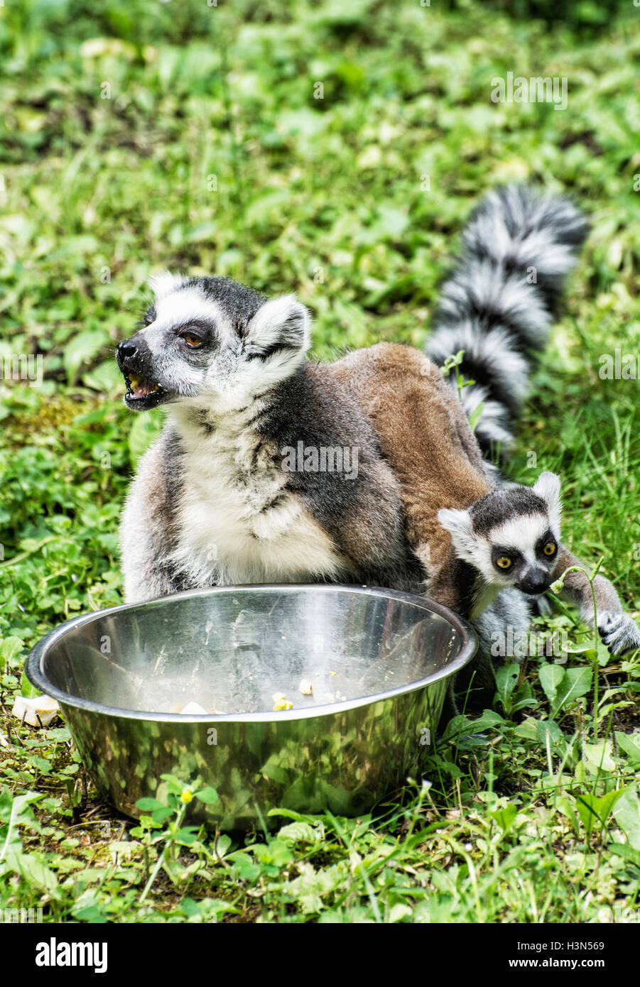 Ring-tailed lemur - Lemur catta - with cub are fed from the bowl ...