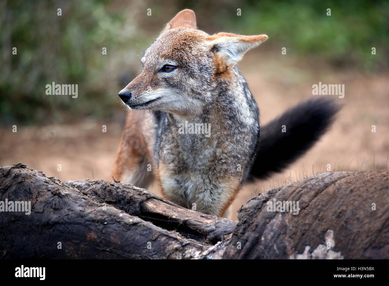 Black Backed Jackal Stock Photo - Alamy