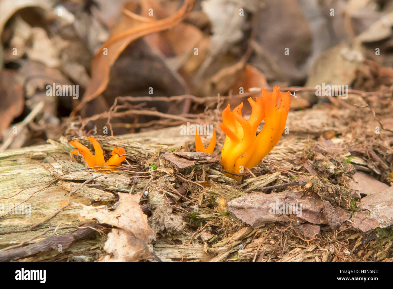 Calocera hi-res stock photography and images - Alamy
