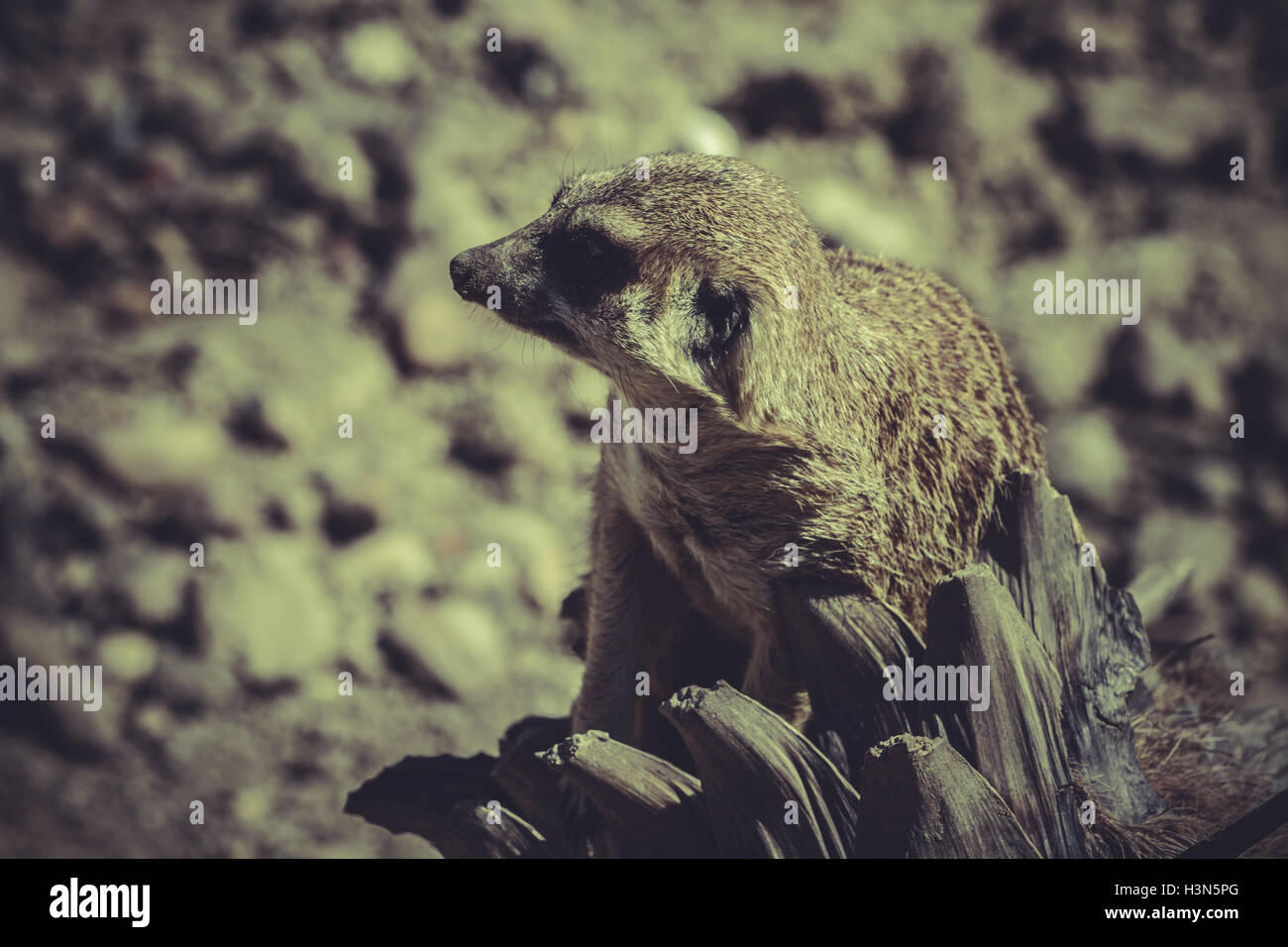 Meerkat (Suricata suricatta) portrait Stock Photo - Alamy