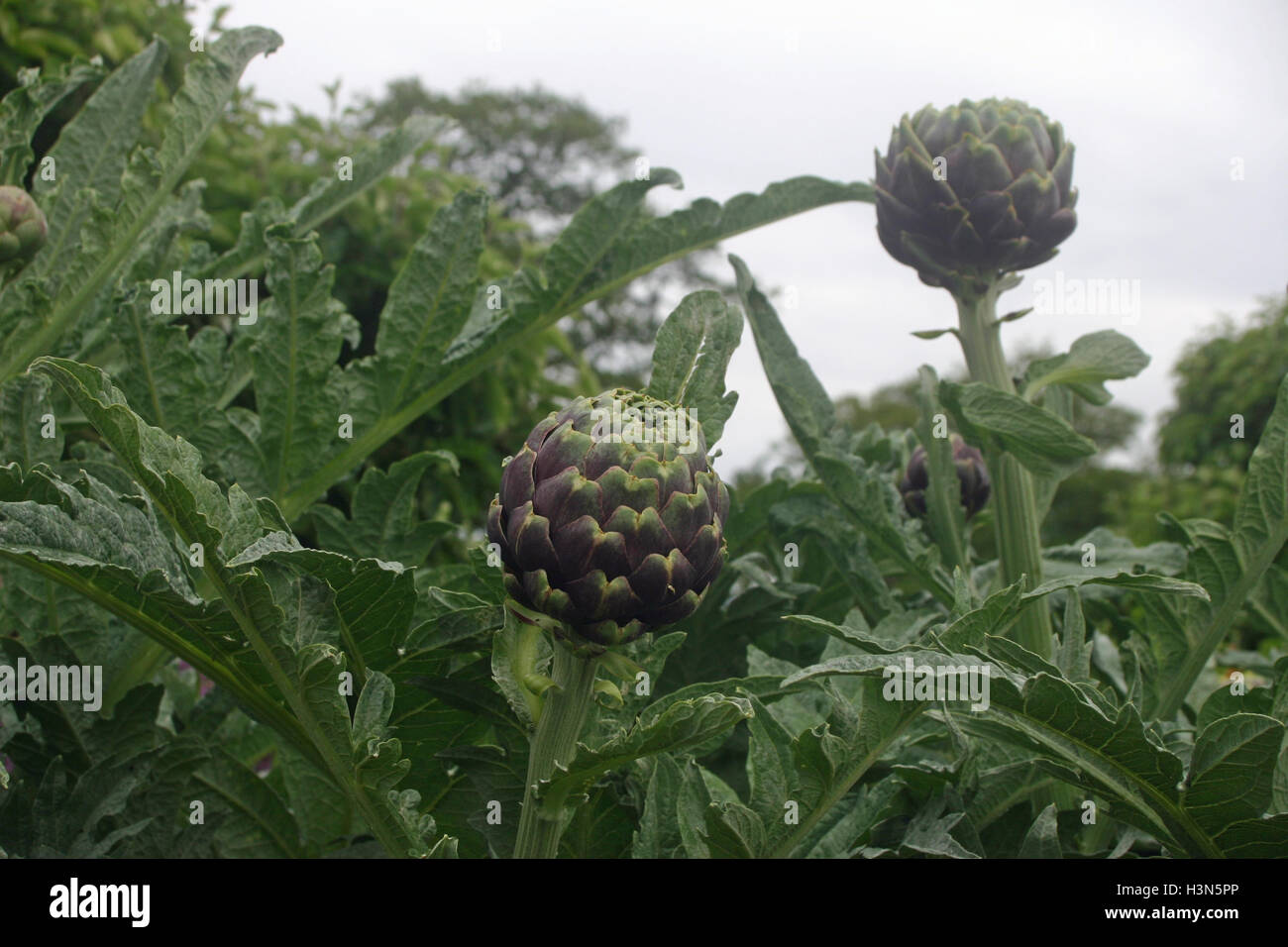 Cardoon cardunculus leaves hi-res stock photography and images - Alamy