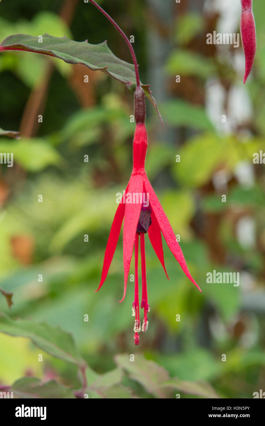 Regia flower hi-res stock photography and images - Alamy