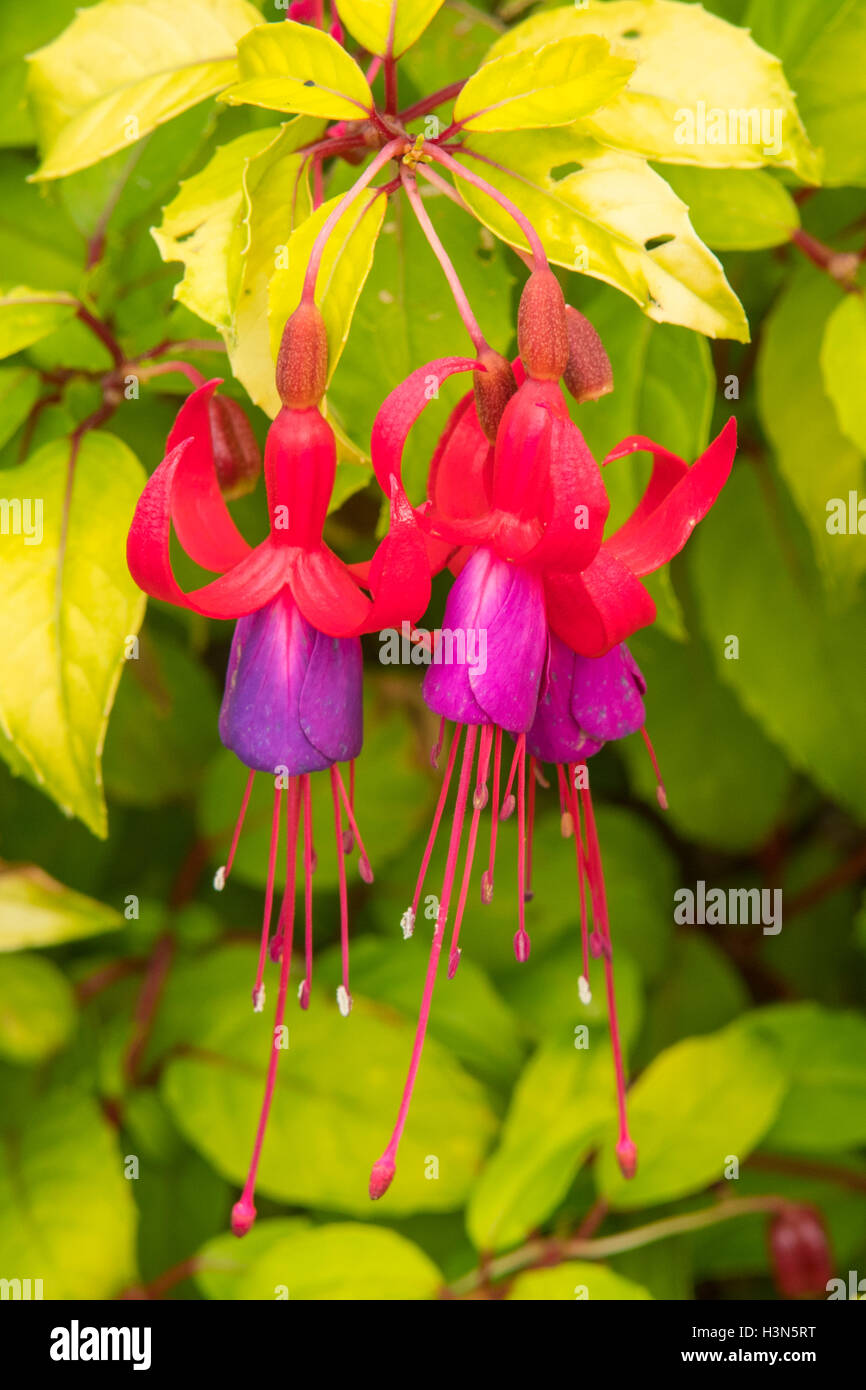 Genii Stock Photos & Genii Stock Images - Alamy