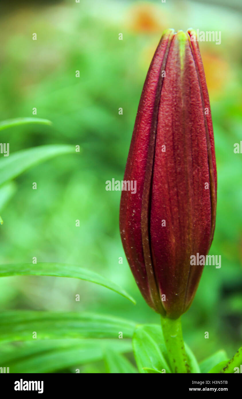 Beautiful red tiger lily hi-res stock photography and images - Alamy