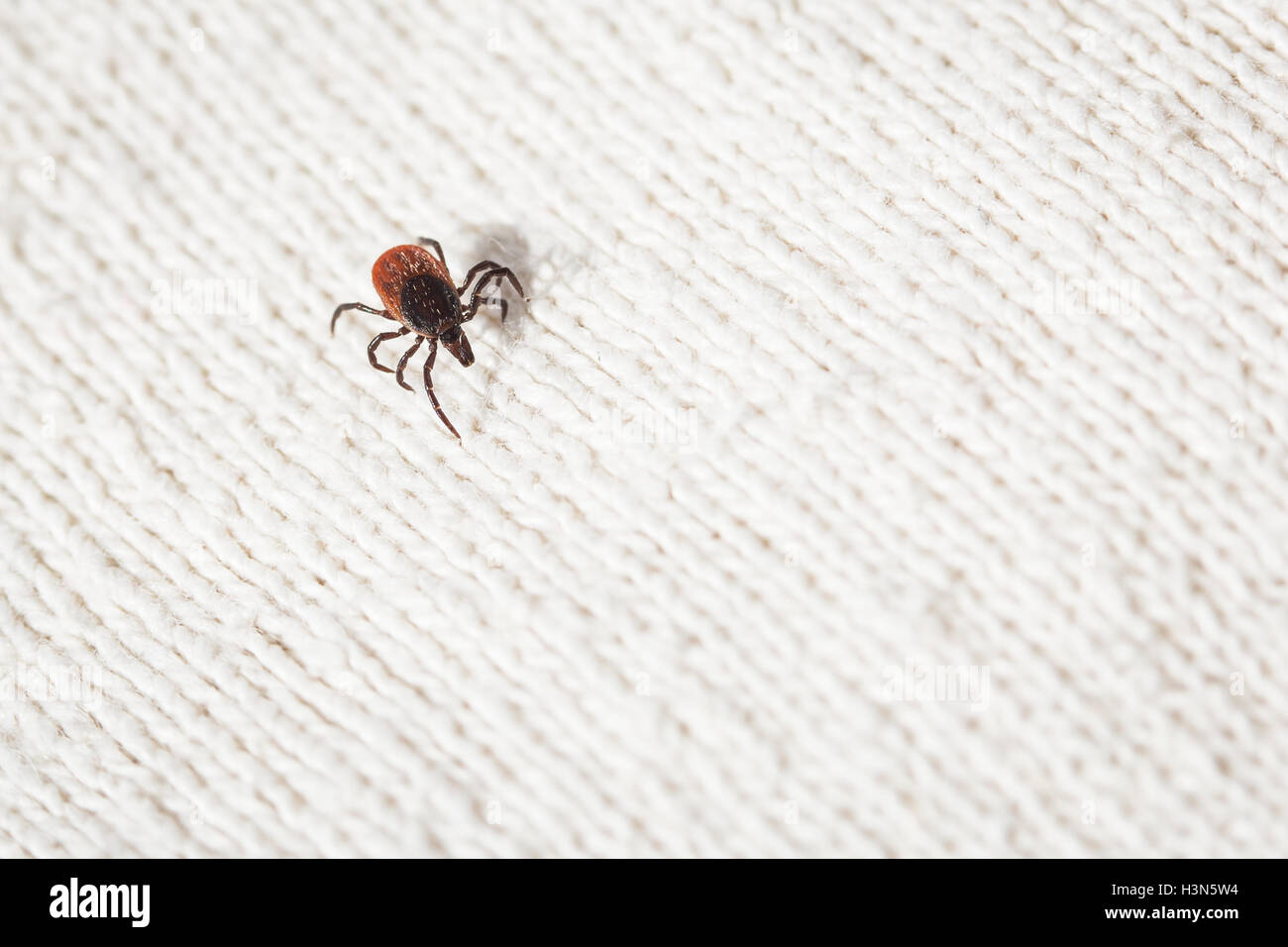 Tick -sucking carrier of various diseases Stock Photo - Alamy