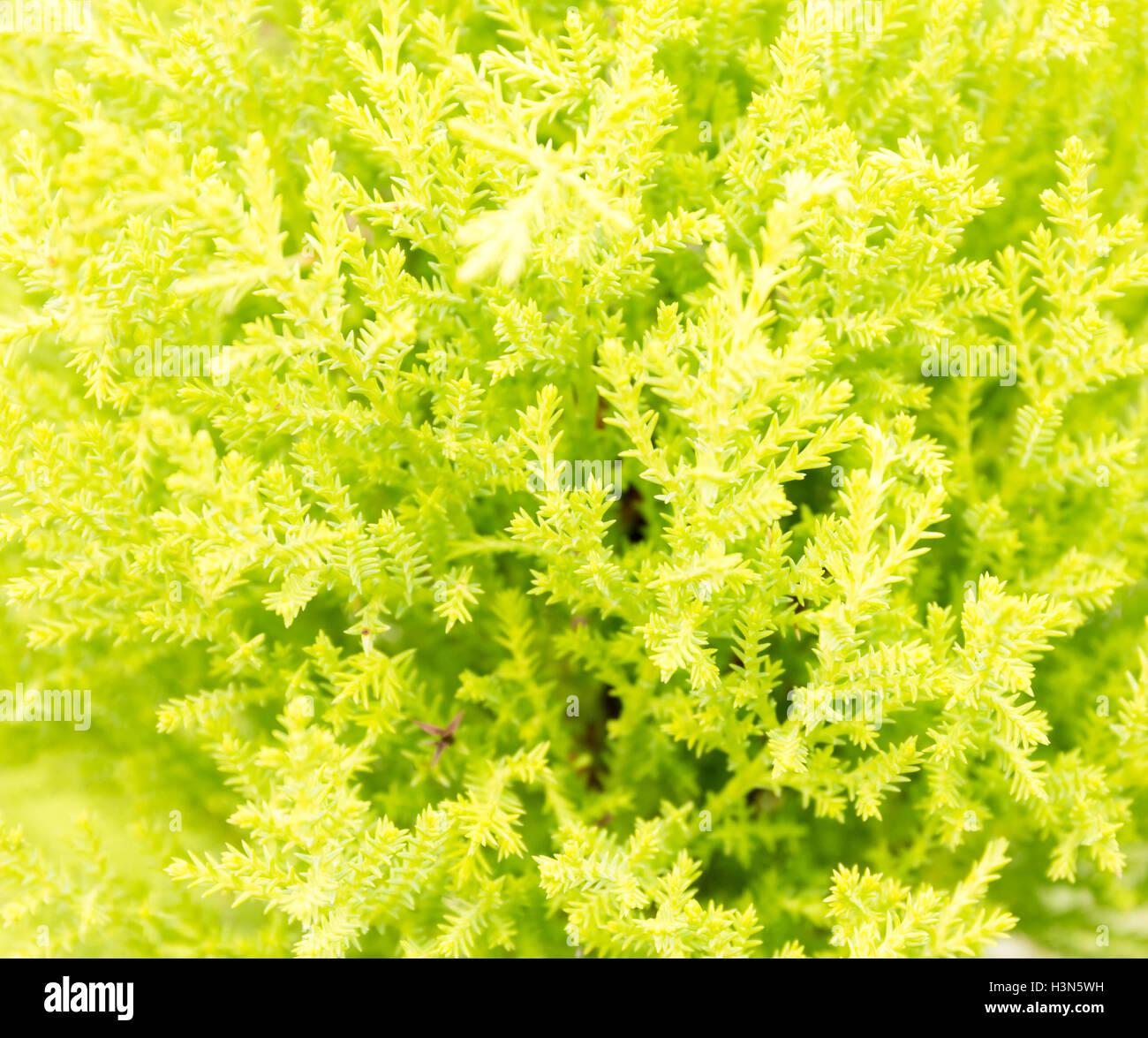 Green plant background Stock Photo - Alamy
