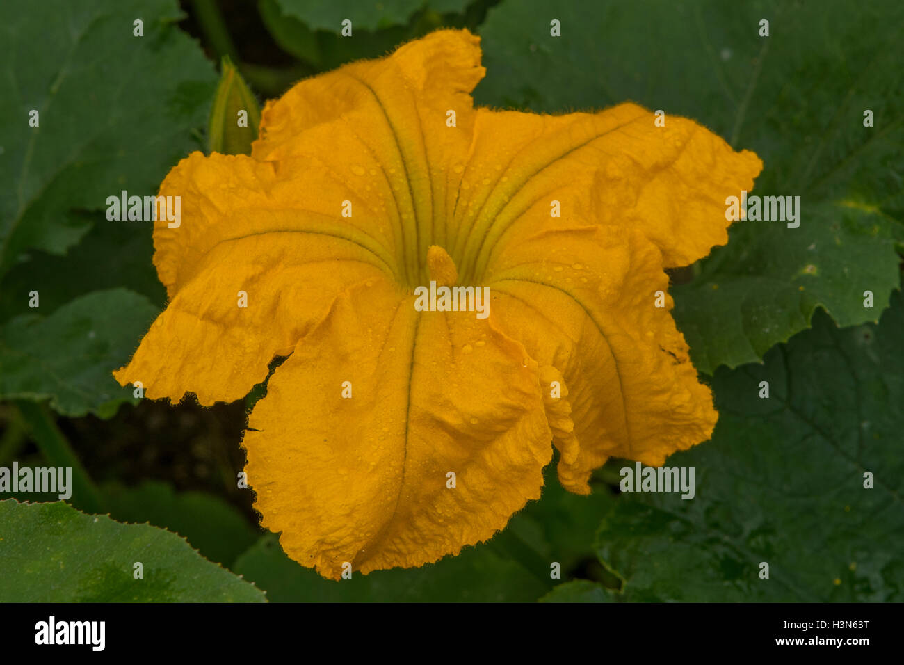 Cucurbita pepo hi-res stock photography and images - Alamy