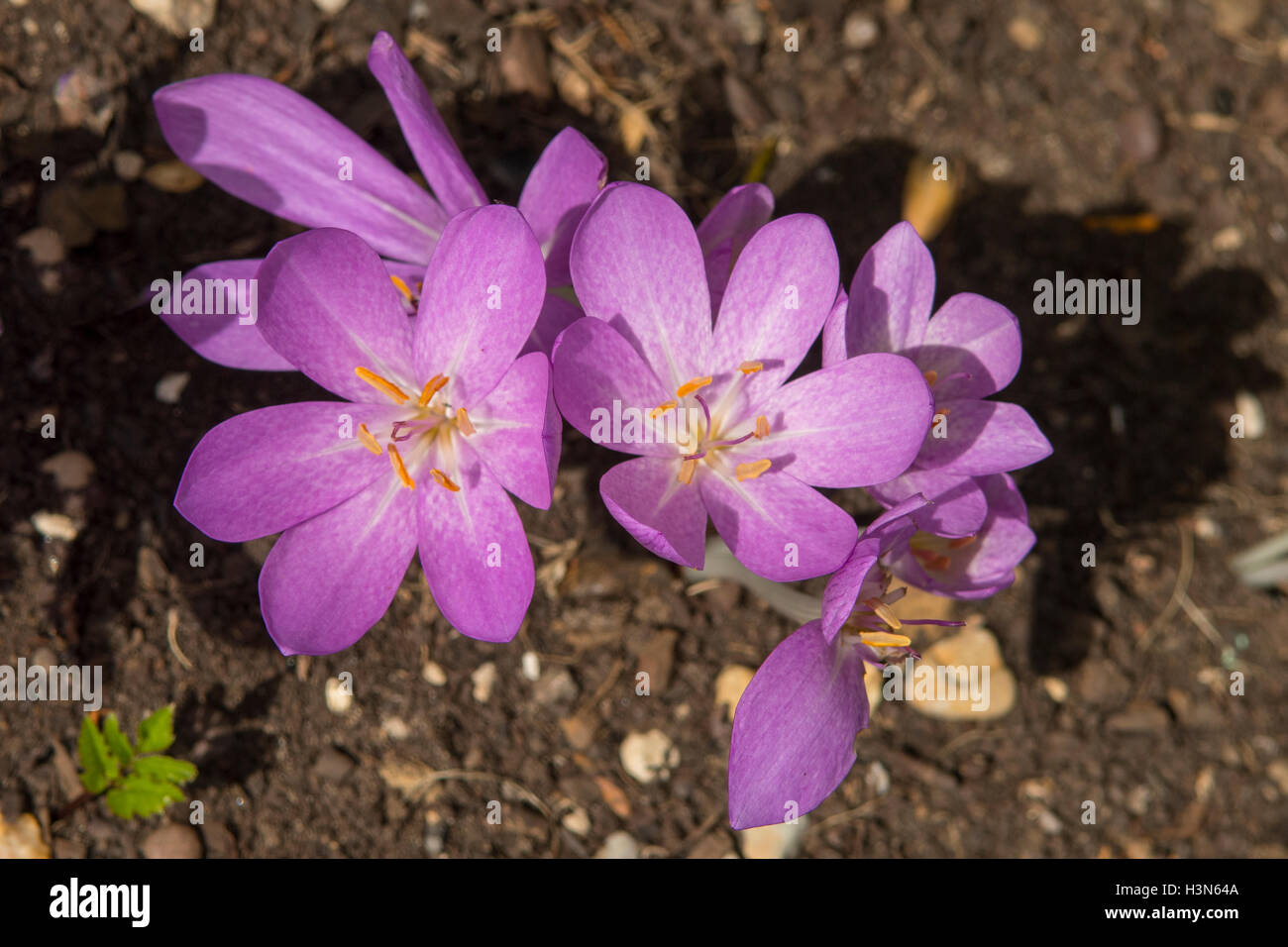 Colchicum autumnale, Autumn Crocus Stock Photo - Alamy