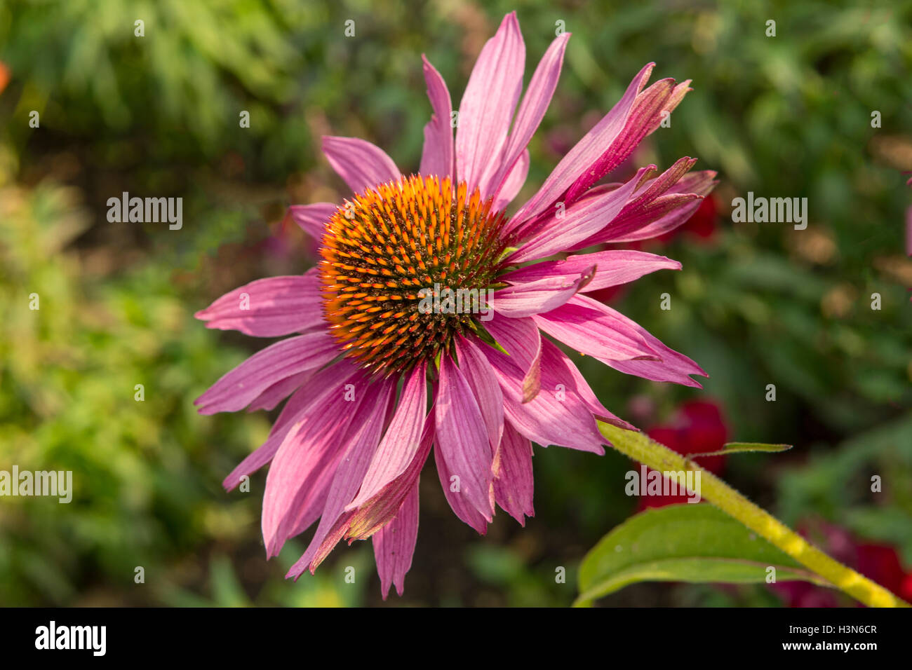 Echinacea purpurea, Purple Coneflower Stock Photo - Alamy