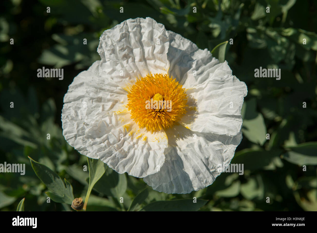 Meconopsis baileyi 'Alba', White Himalayan Poppy Stock Photo - Alamy