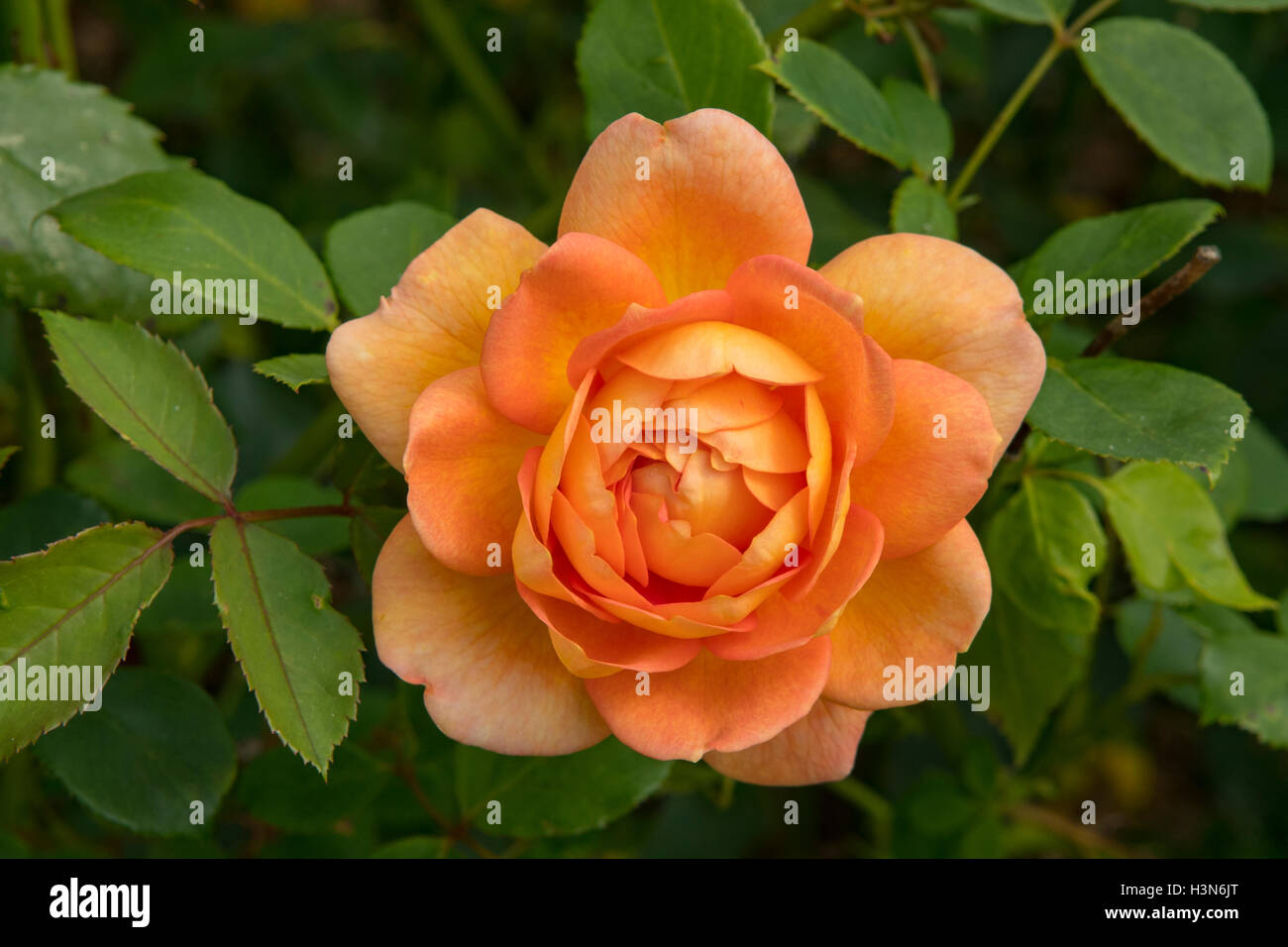 Rosa Port Sunlight Stock Photo - Alamy