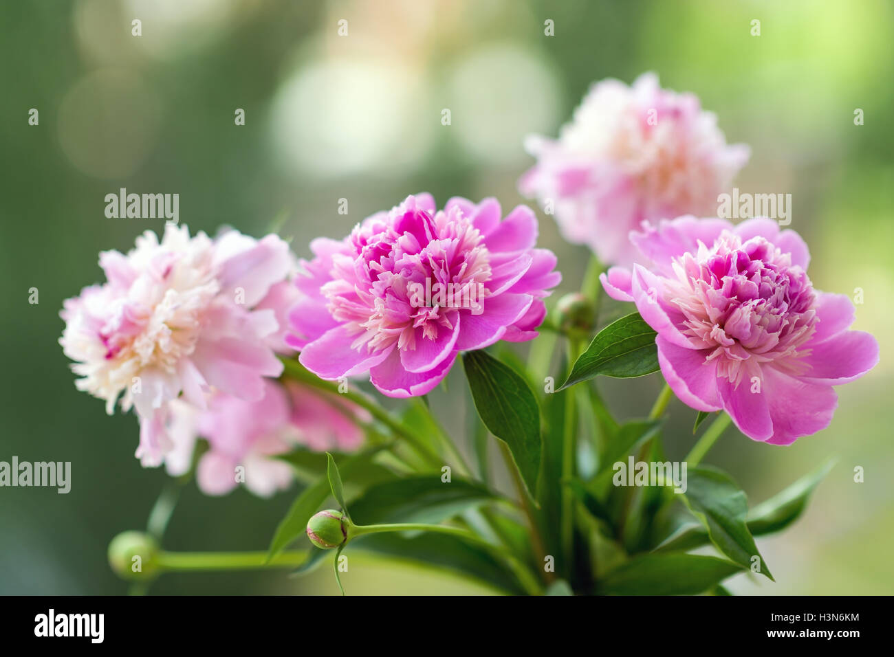 Closeup photo of flowers (peonies Stock Photo - Alamy