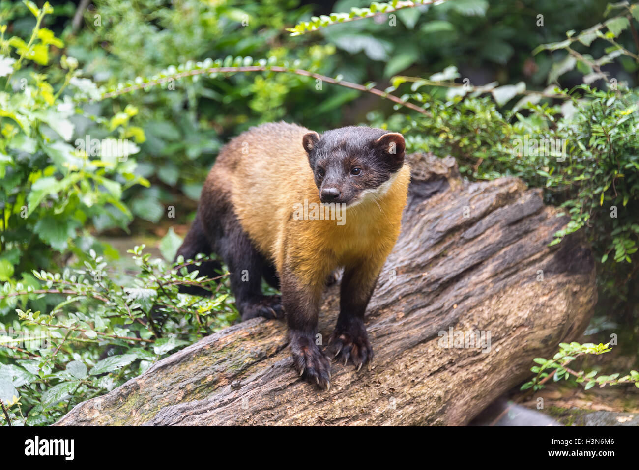 Yellow throated Marten Stock Photo - Alamy