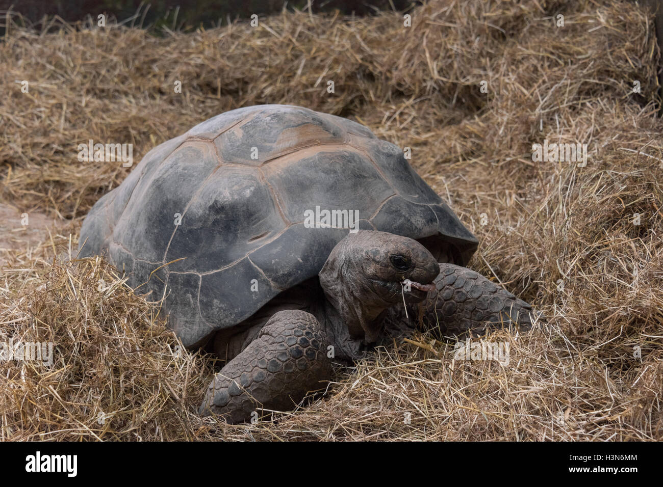 Aldabra hi-res stock photography and images - Alamy