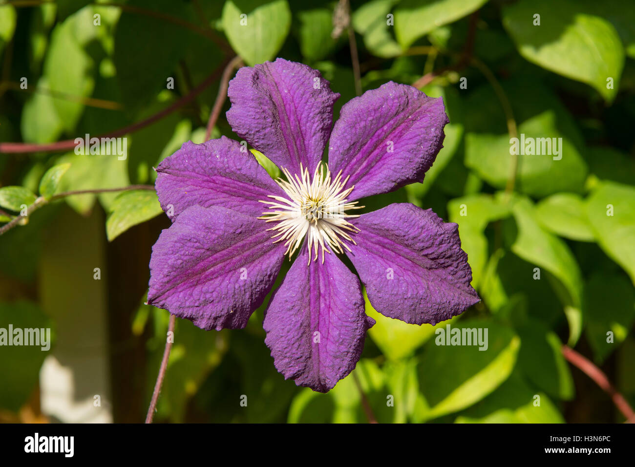 Clematis arabella hi-res stock photography and images - Alamy