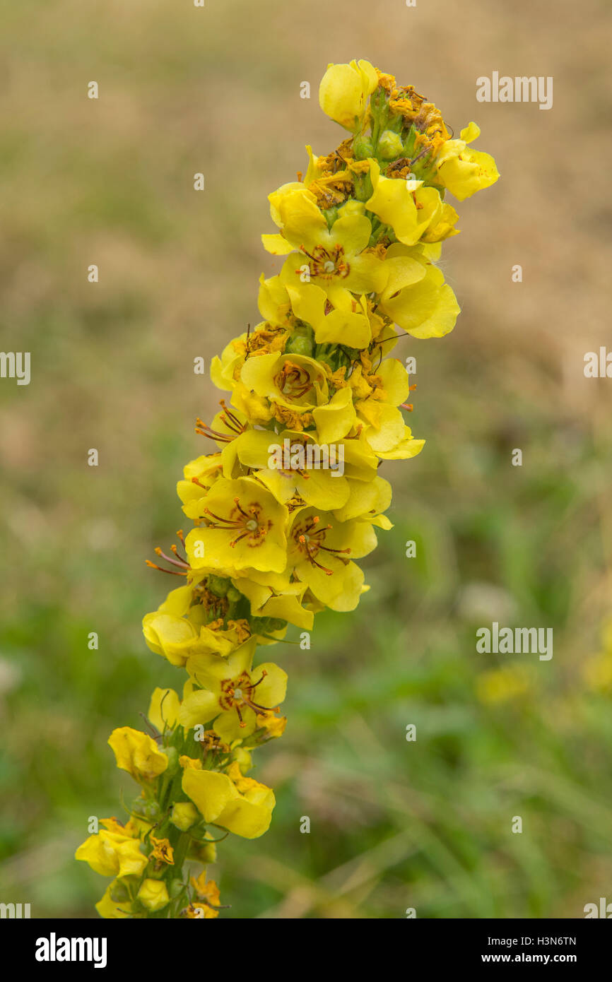 Verbascum thapsus, Common Mullein Stock Photo - Alamy