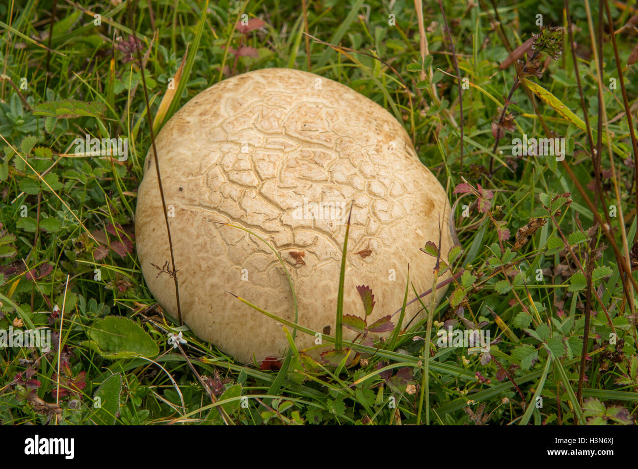 Spherical fungi hi-res stock photography and images - Alamy