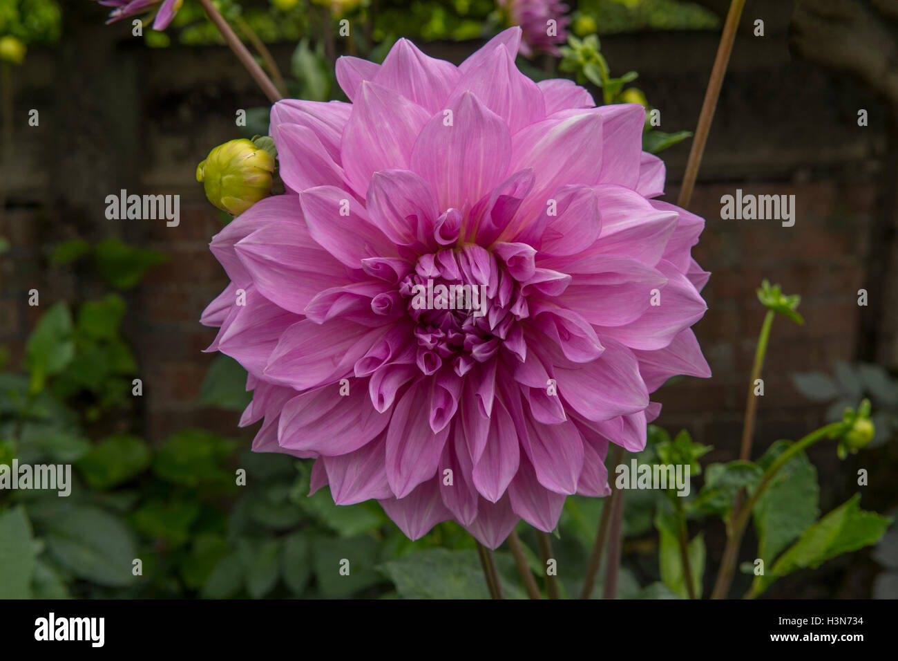 Dahlia 'Lilac Time' Stock Photo - Alamy