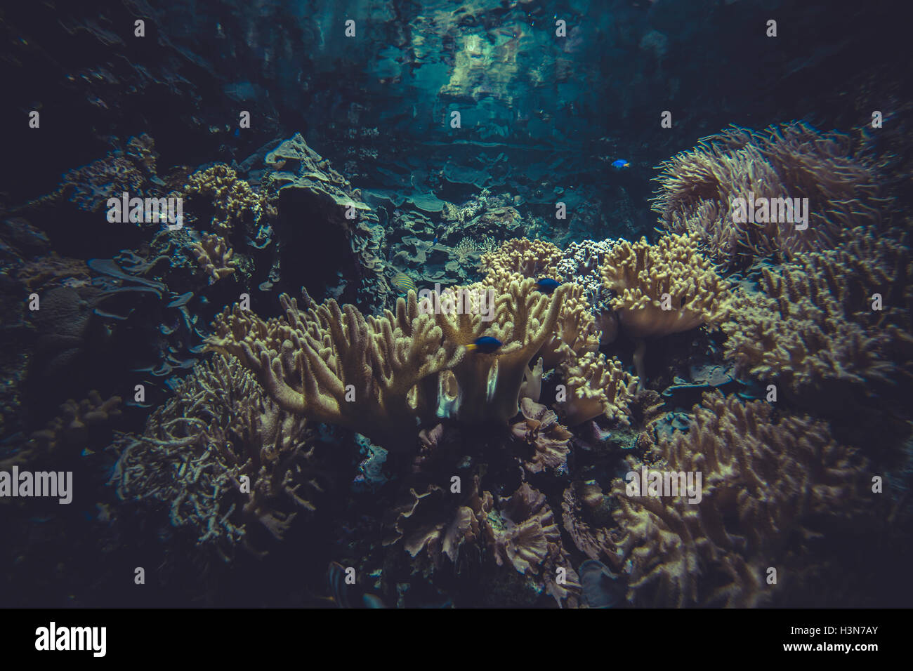 small coral reef ecosystem Stock Photo - Alamy