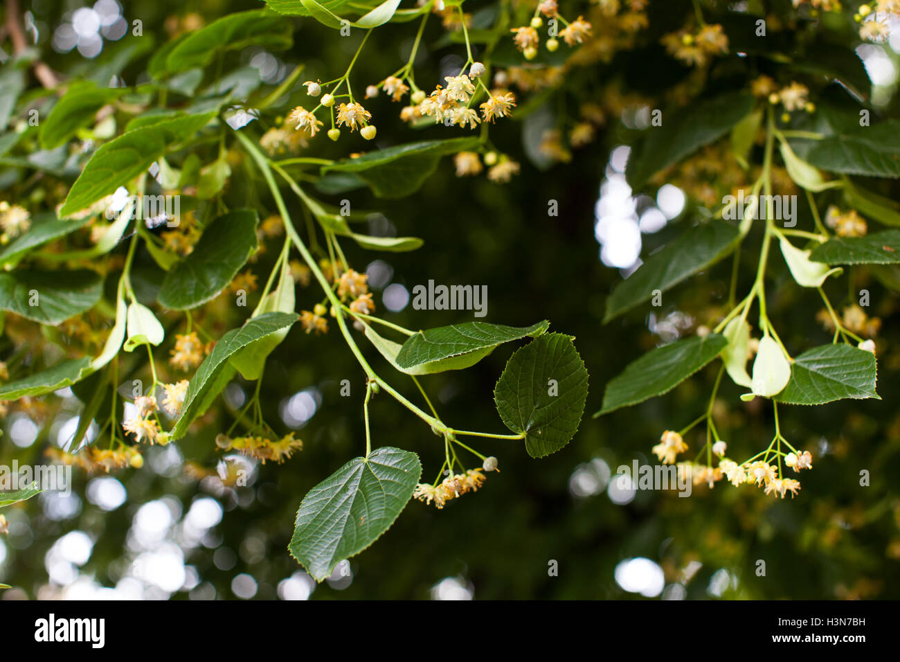 Blooming linden, lime tree in bloom Stock Photo - Alamy