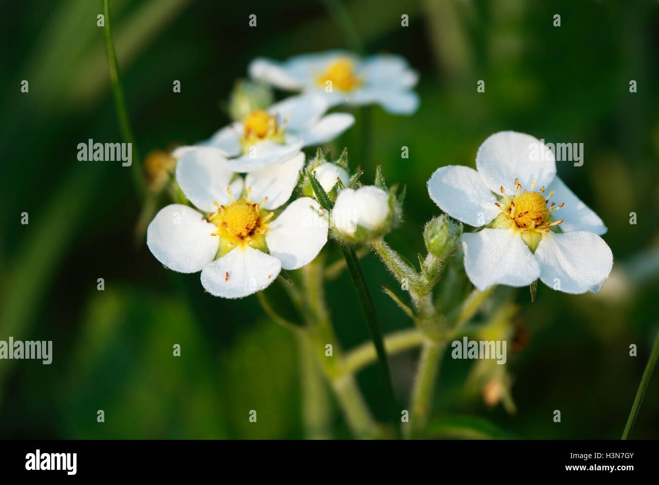 Wild Strawberries Flowers Stock Photo - Alamy