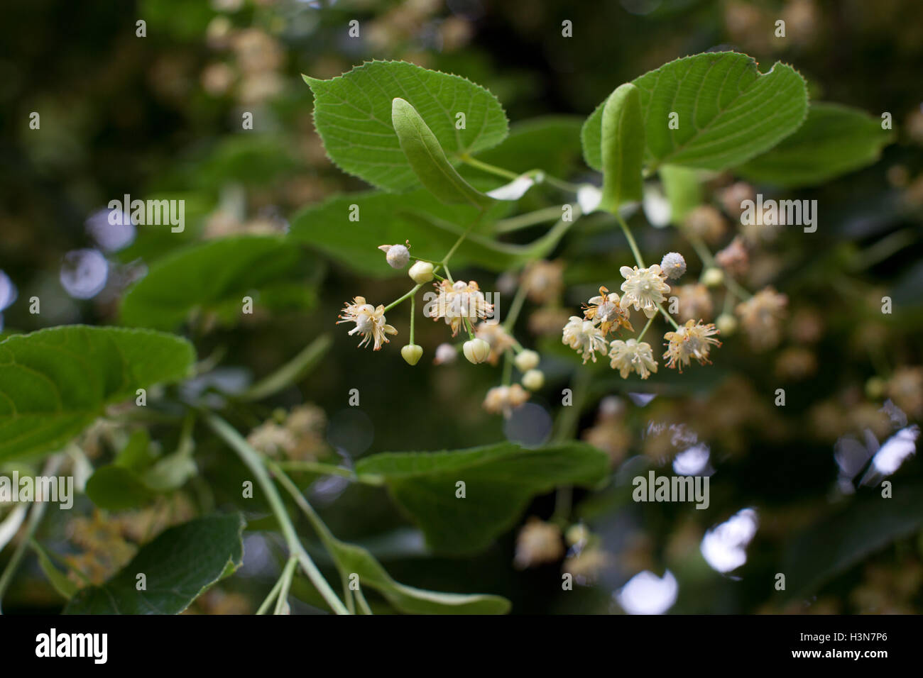 Blooming linden, lime tree in bloom Stock Photo - Alamy