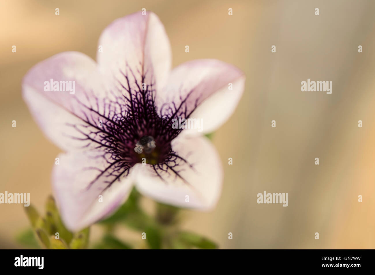 Close up of the inside of a flower Stock Photo - Alamy