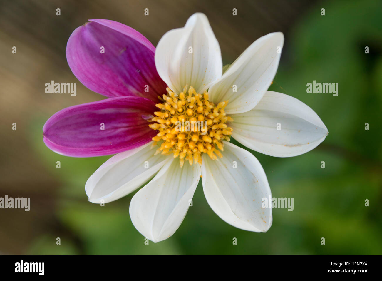 Two Toned Flower Stock Photo - Alamy
